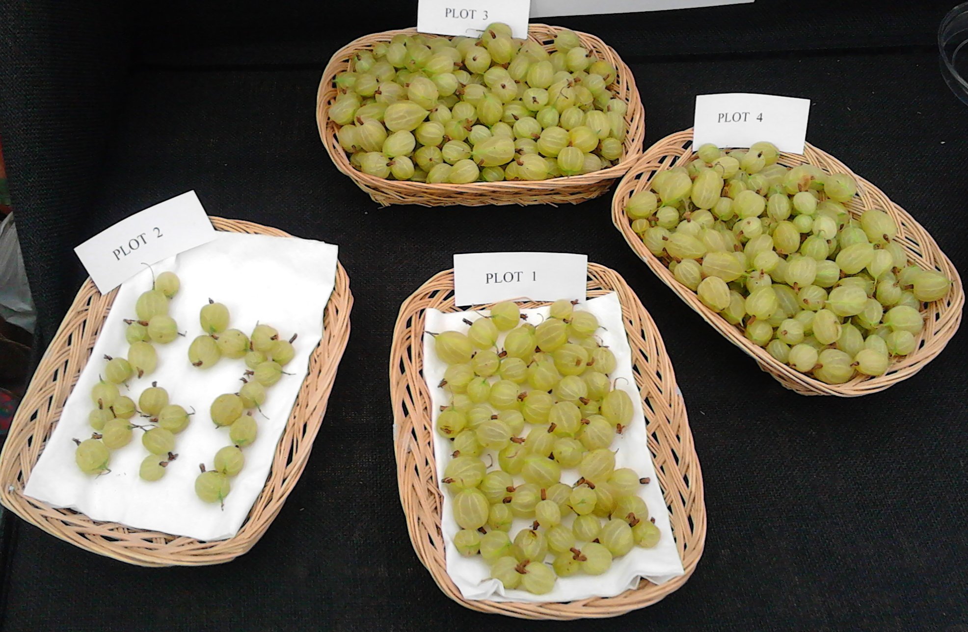 Enhancing Soft Fruit Production – The Northern Fruit Group