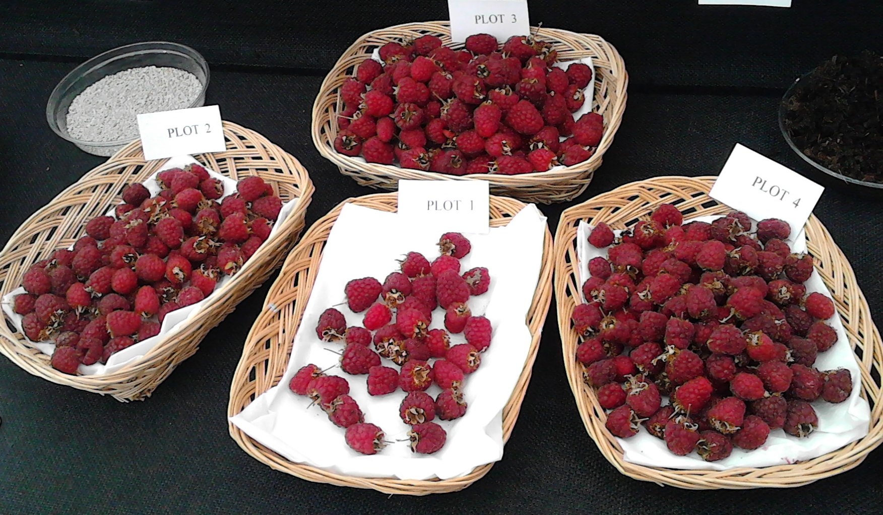 Enhancing Soft Fruit Production – The Northern Fruit Group