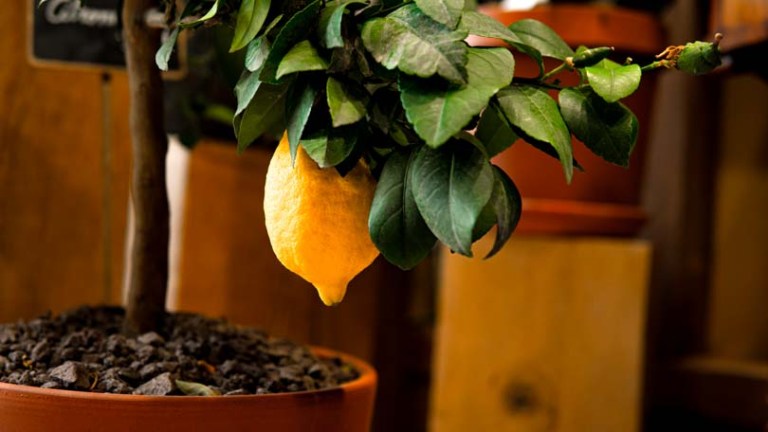 Growing Fruit in Containers – The Northern Fruit Group