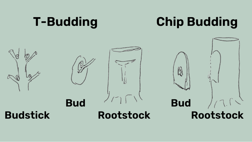 Propagation – The Northern Fruit Group